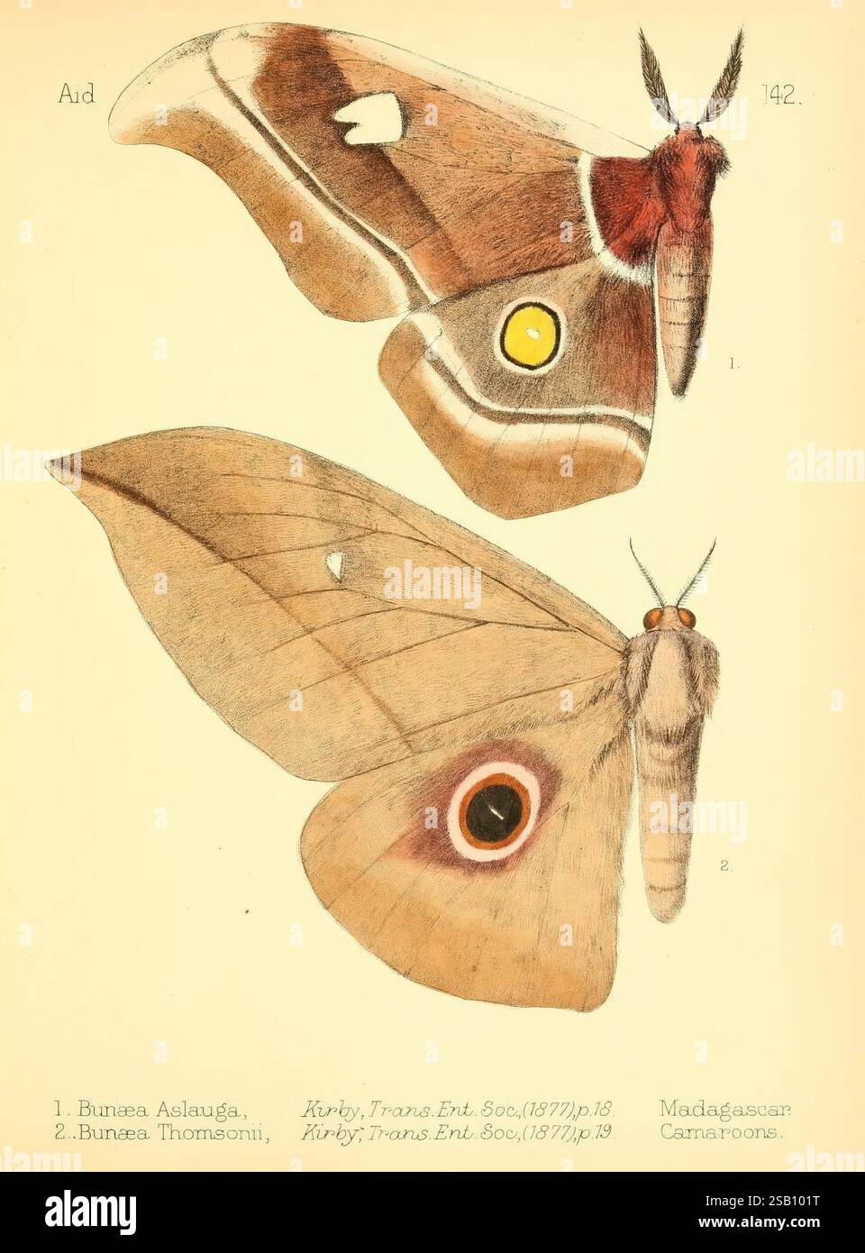 Second moth showcases hi-res stock photography and images - Alamy