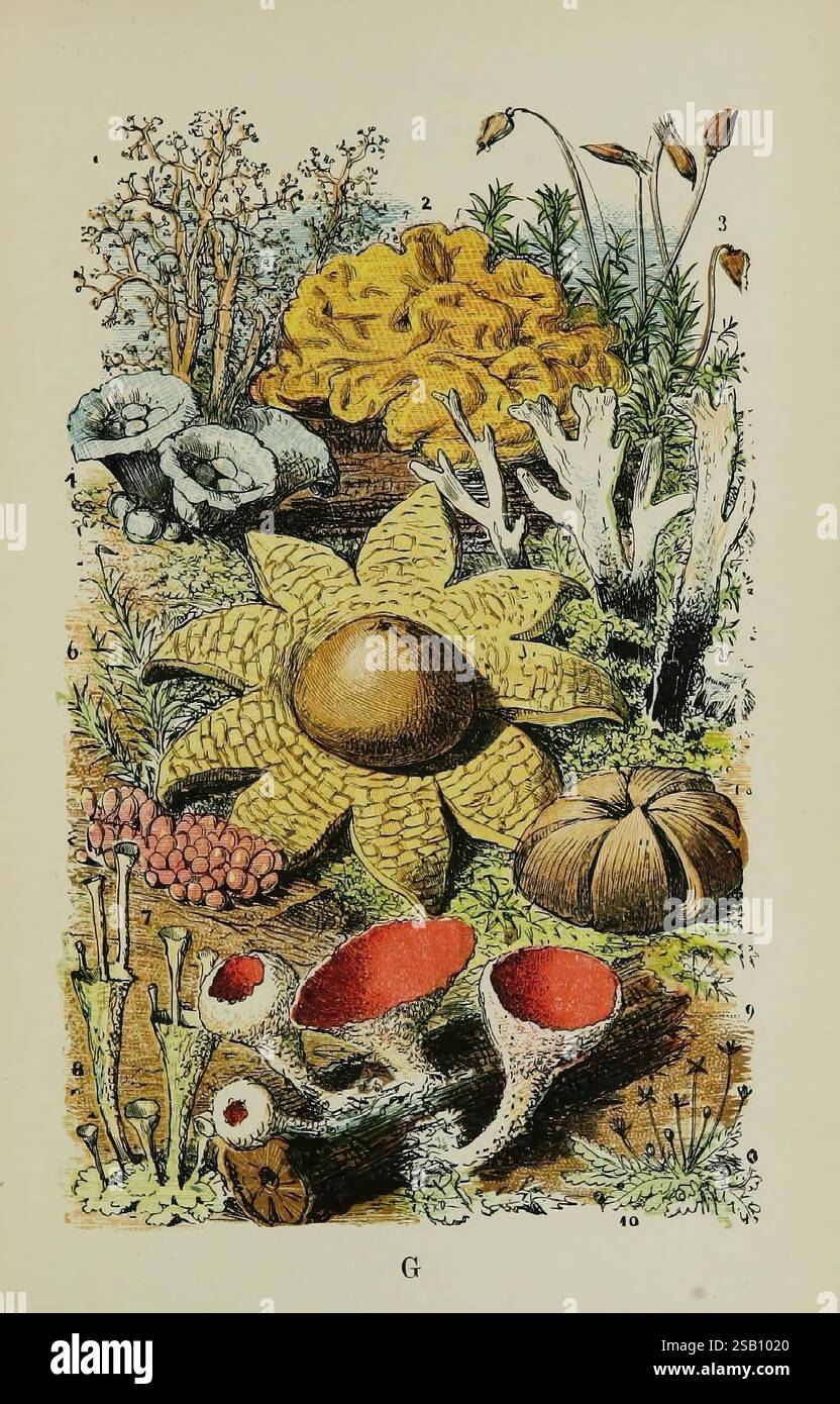 Numerous smaller species hi-res stock photography and images - Alamy