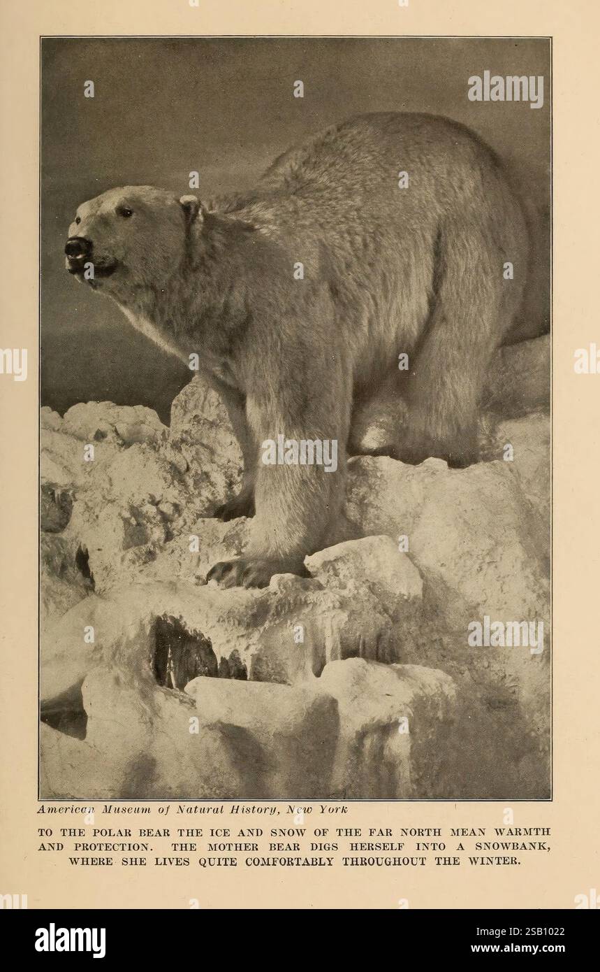 The human side of animals New York Frederick A. Stokes Company [c1918 ...