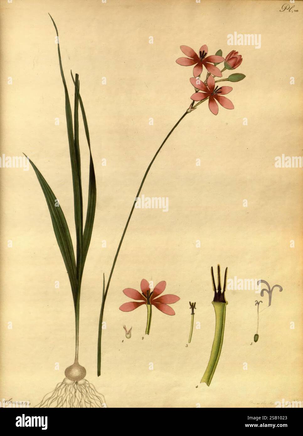 Elongated green leaves extend hi-res stock photography and images - Alamy