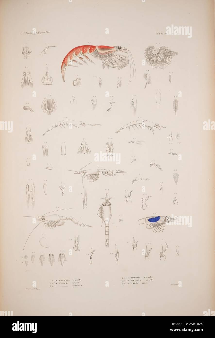 Crustacea, Philadelphia, Printed by C. Sherman, 1852-55 [i.e. 1861 ...