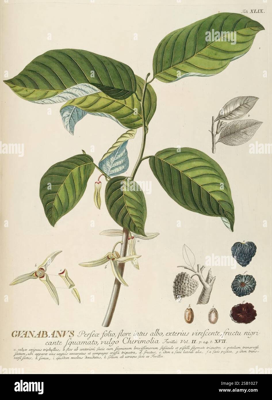 Various fruit specimens hi-res stock photography and images - Alamy