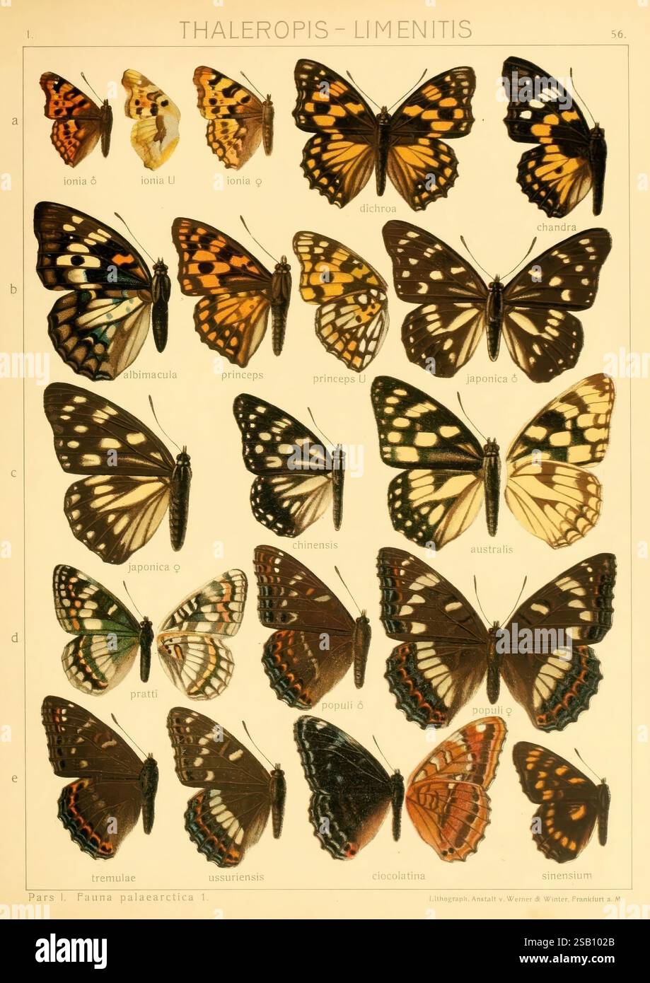 Displayed species highlight hi-res stock photography and images - Alamy