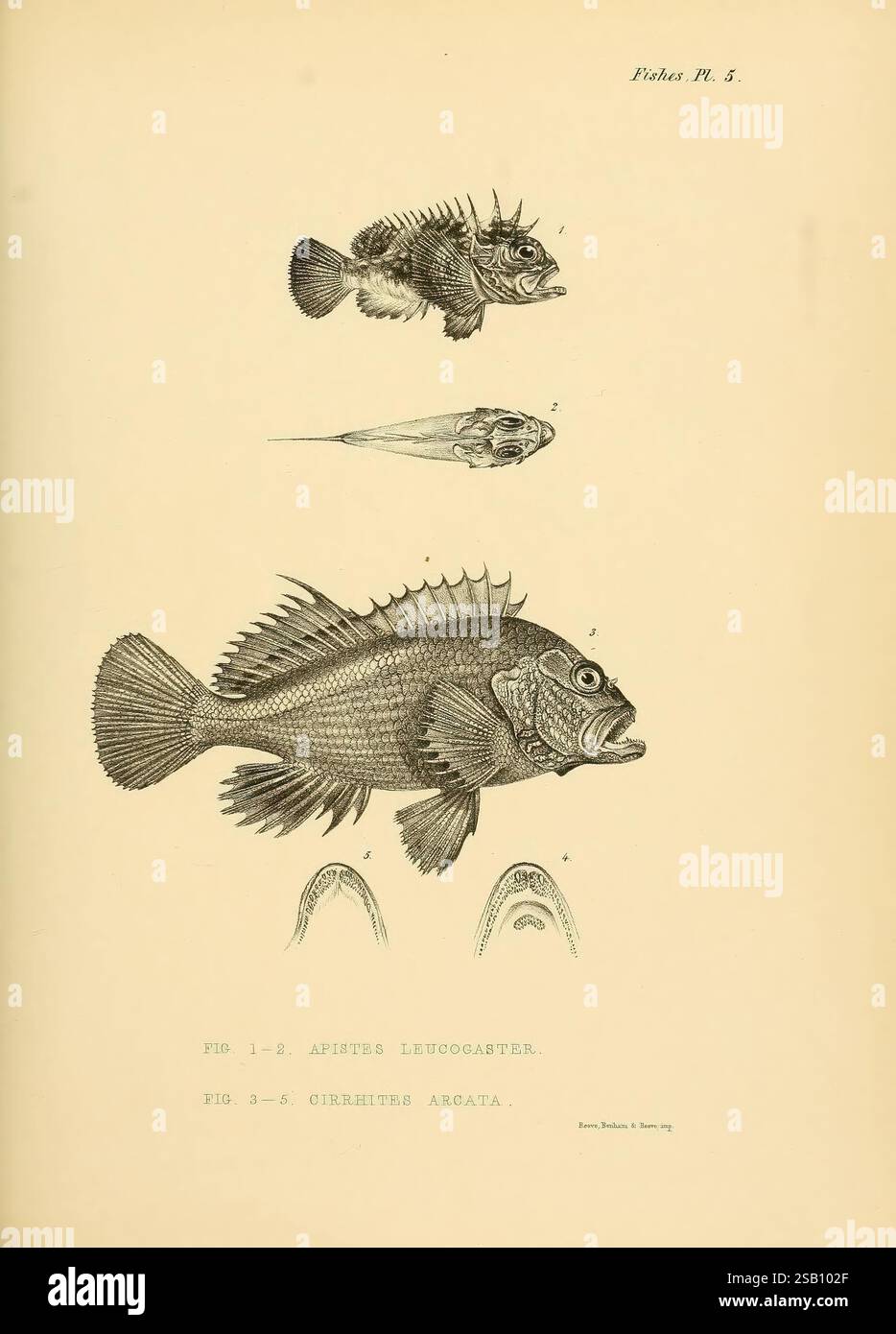 The Zoology of the voyage of H.M.S. Samarang, under the command of ...