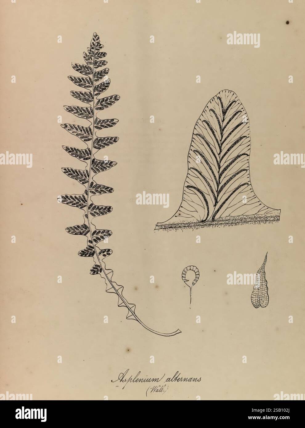 The illustration features a detailed botanical study of the Asplenium ...