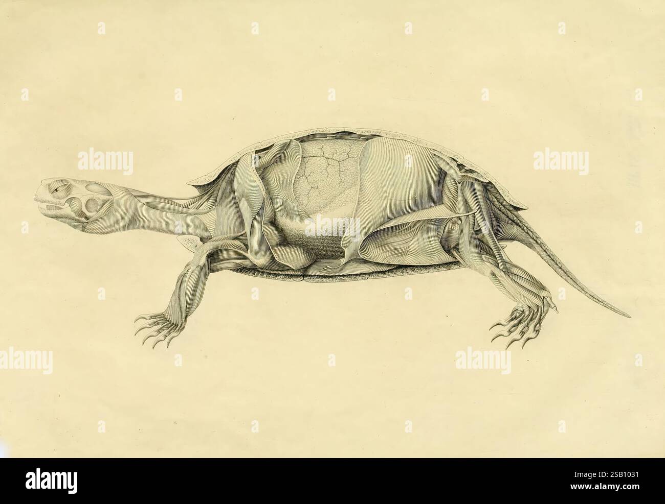 Artwork showcases various components hi-res stock photography and ...