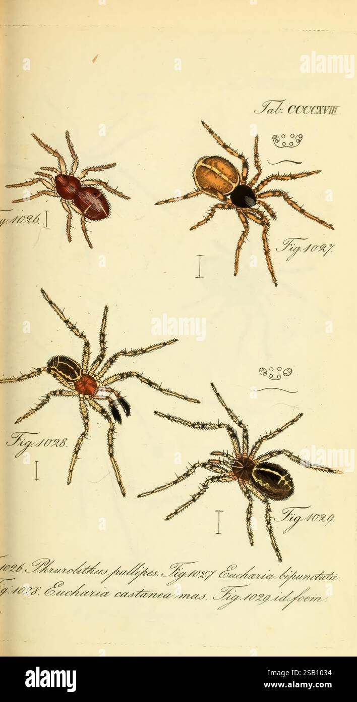 Elongated form displays vibrant markings hi-res stock photography and ...