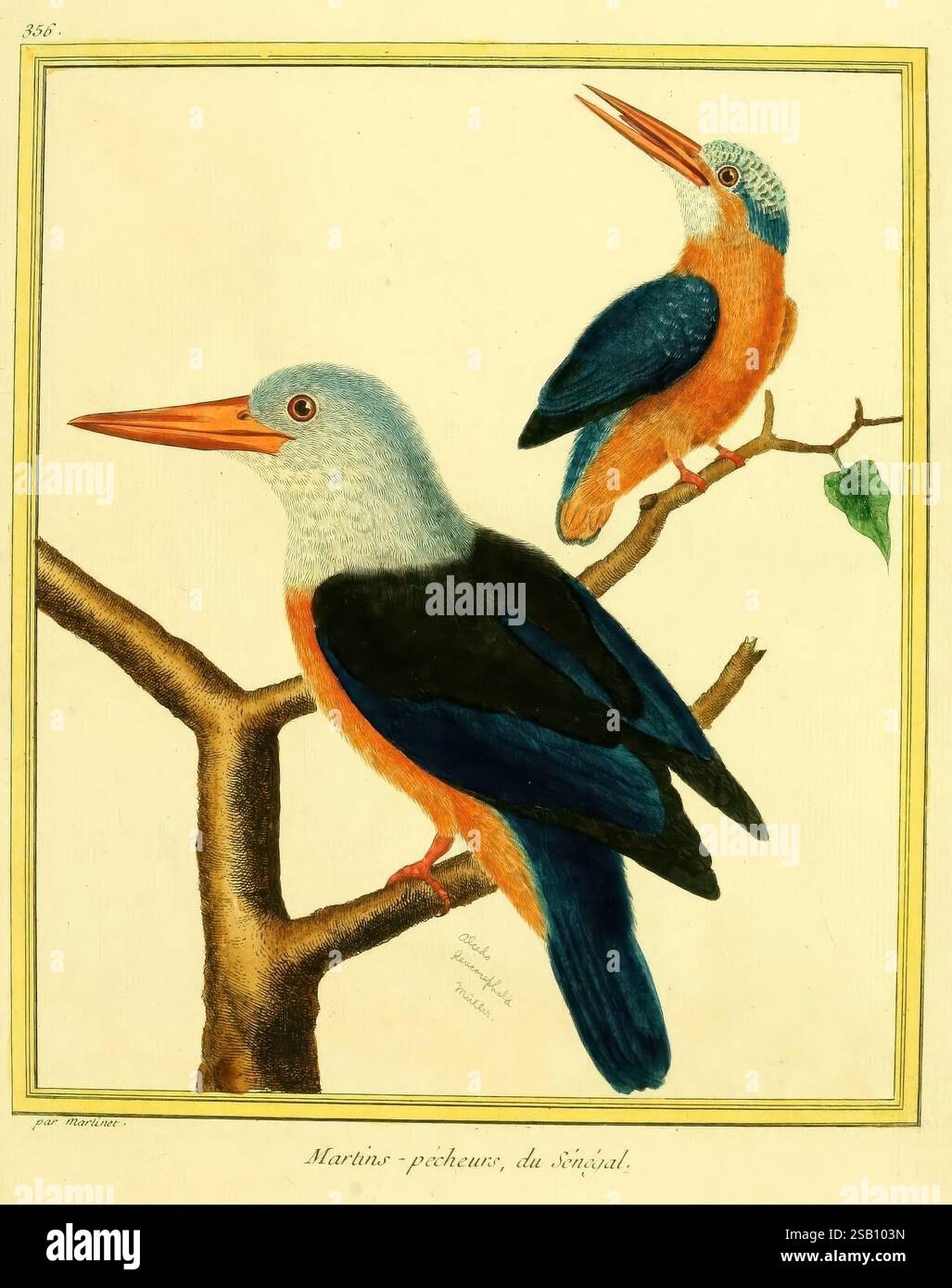 Distinctive light blue head hi-res stock photography and images - Alamy