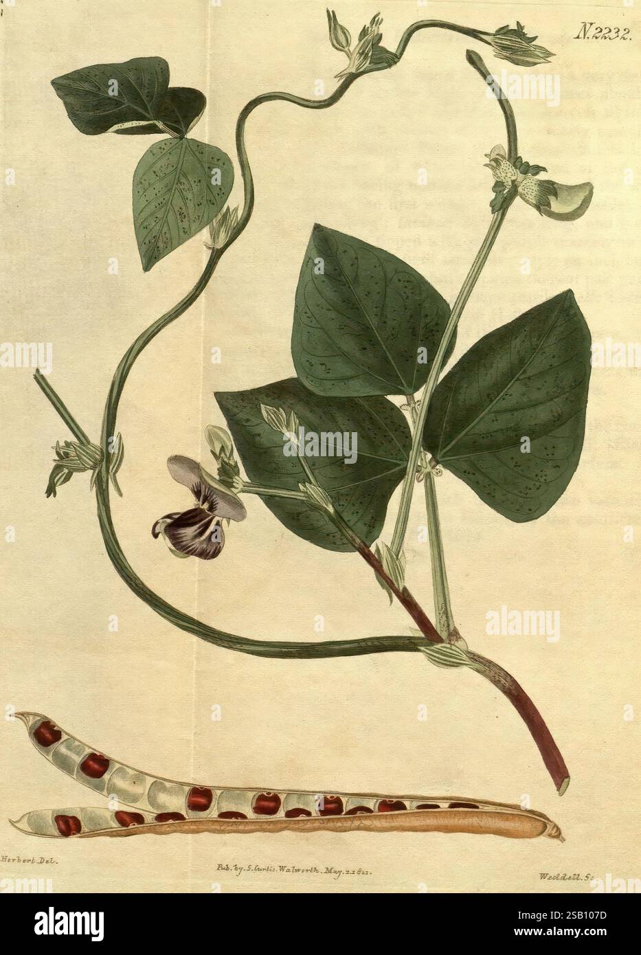 Curtis's Botanical Magazine, London, New York, botanical illustration ...