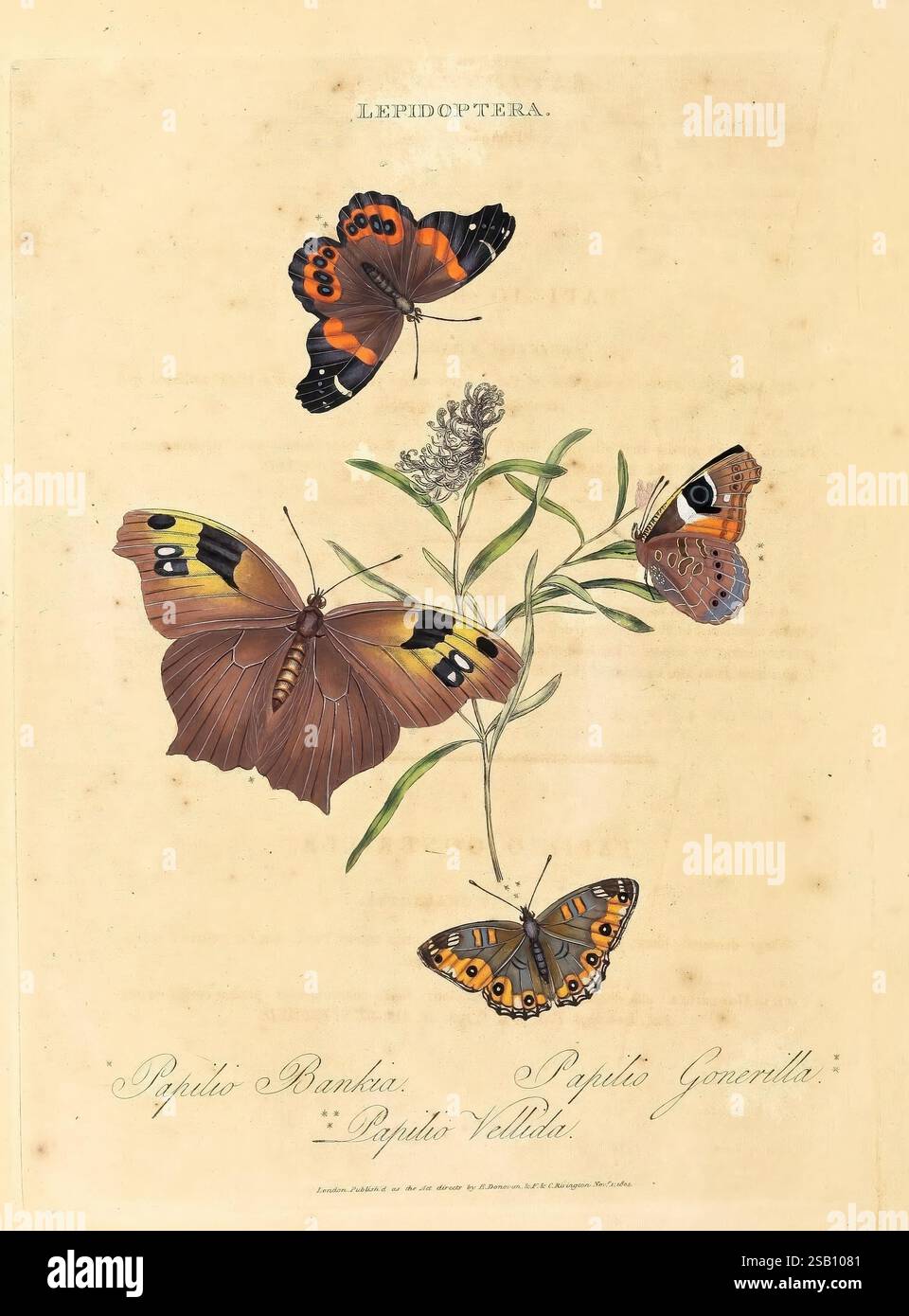 An epitome of the natural history of the insects of New Holland, New ...