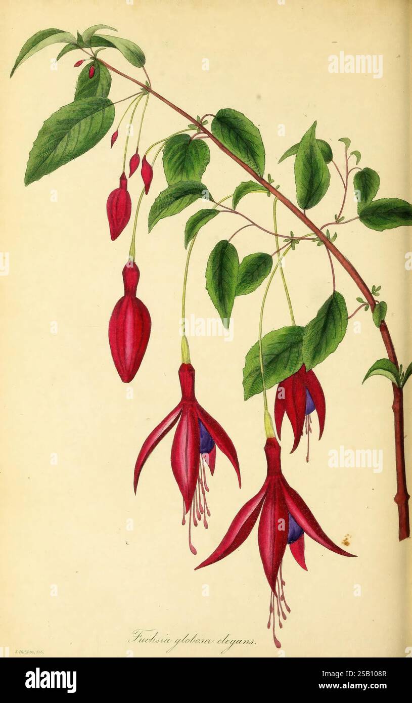 Fuchsia globosa displays hi-res stock photography and images - Alamy