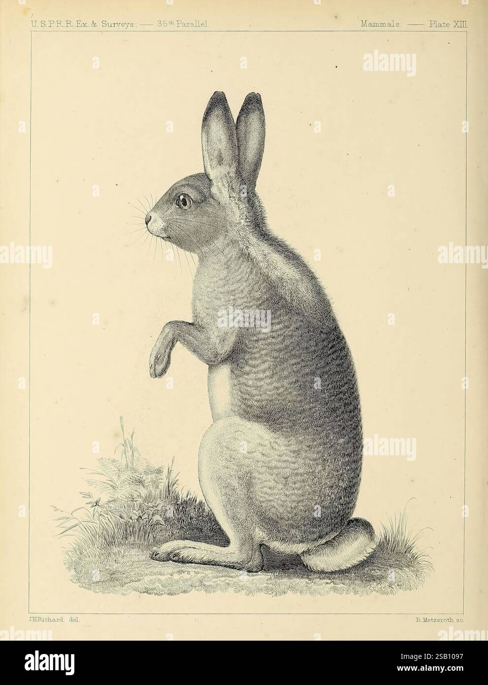Catalogue, North American, Mammals, Drawings, Plates, Mammals, Natural ...