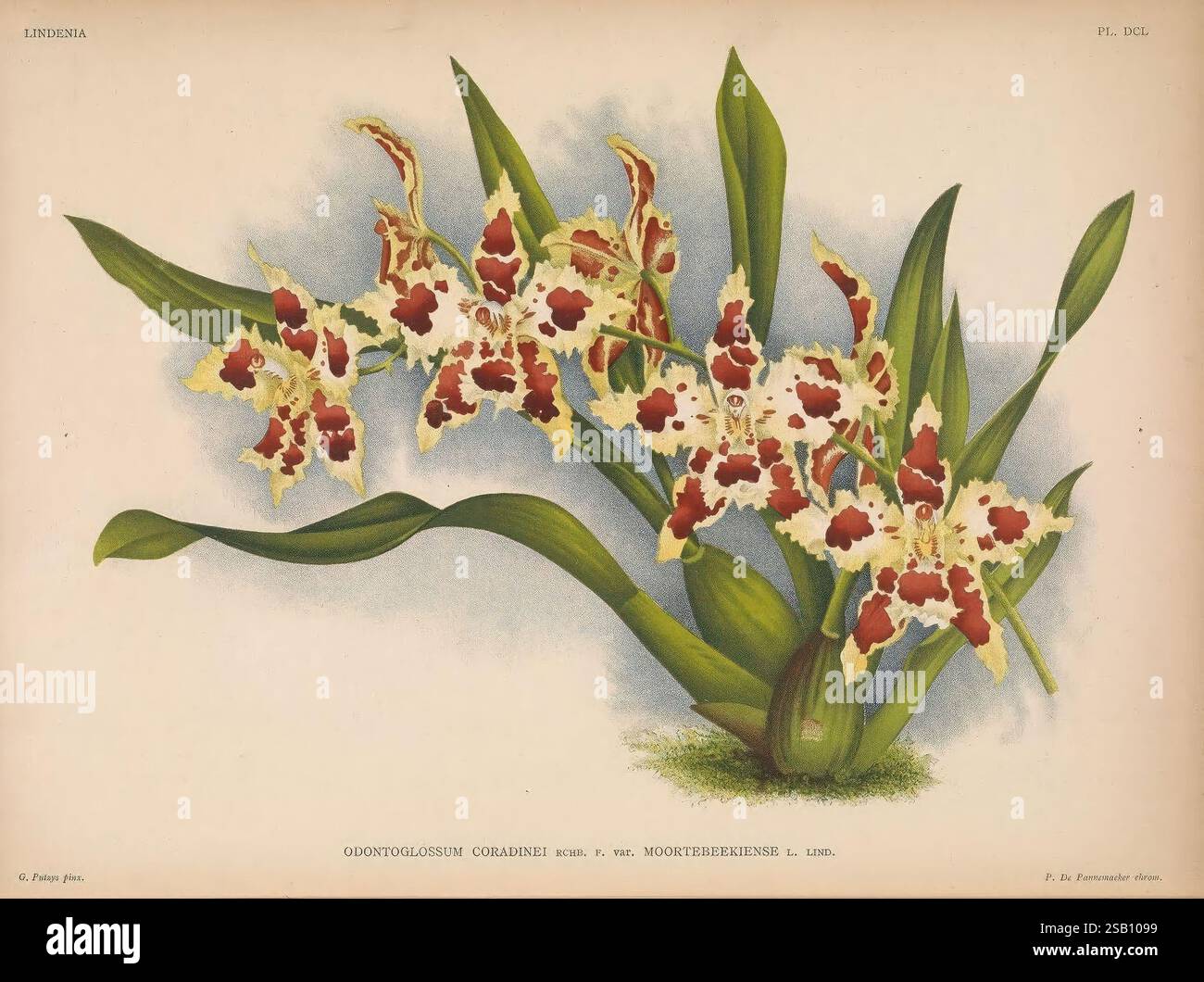 Bold maroon markings hi-res stock photography and images - Alamy