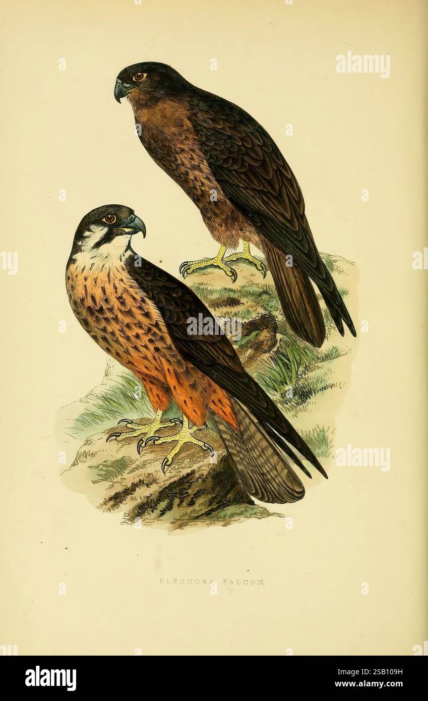 Strong beak indicate hi-res stock photography and images - Alamy