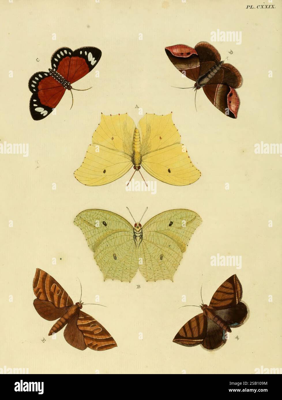 Bright yellow butterfly exhibits hi-res stock photography and images - Alamy