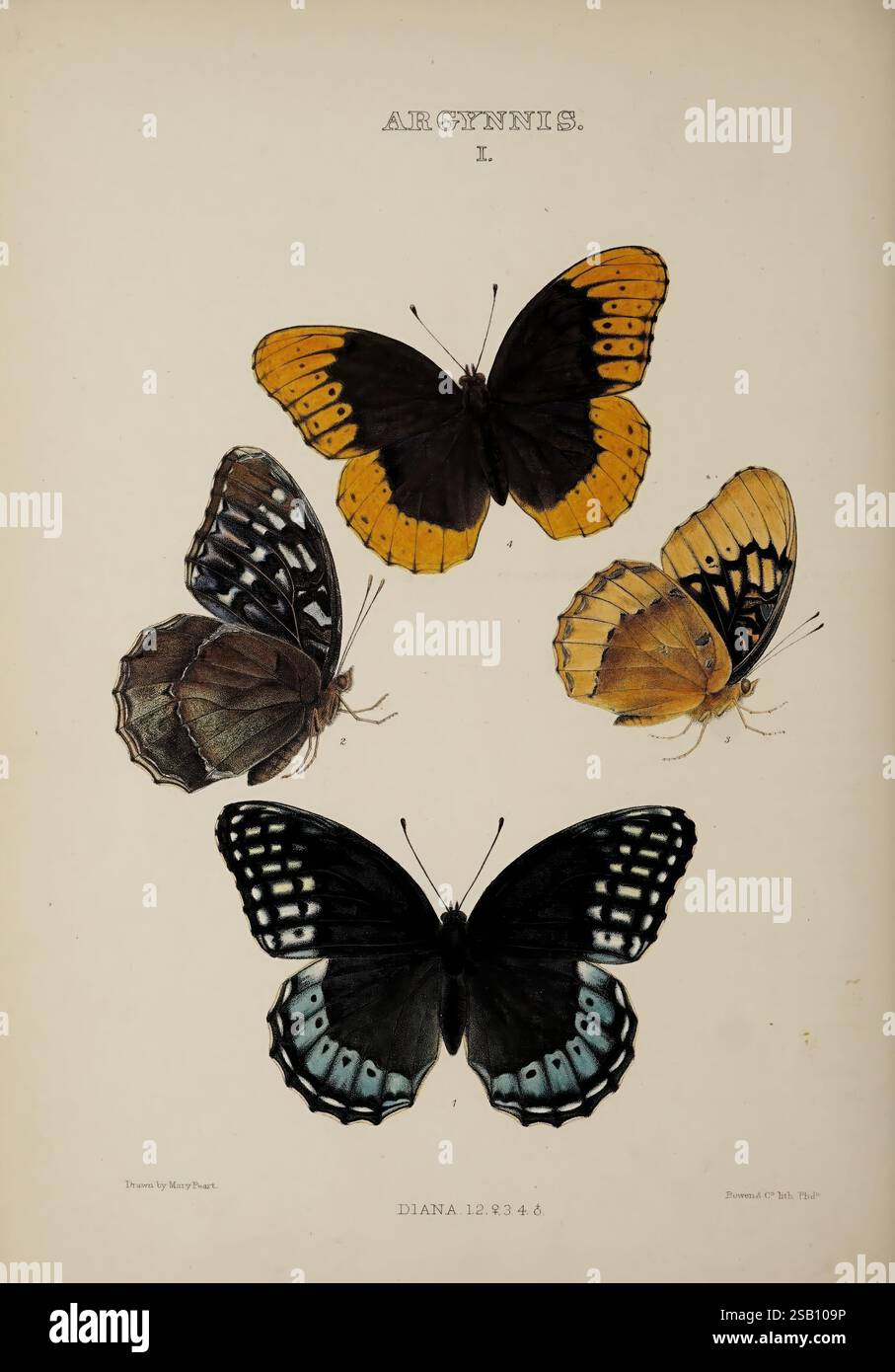 Bottom right butterfly displays rich hues hi-res stock photography and ...