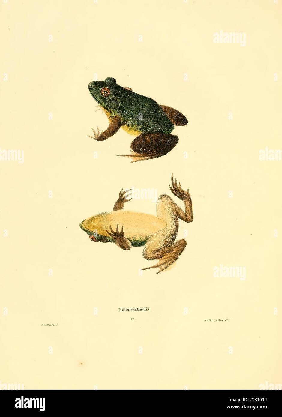 North American herpetology Philadelphia J. Dobson 1836-1840 United ...