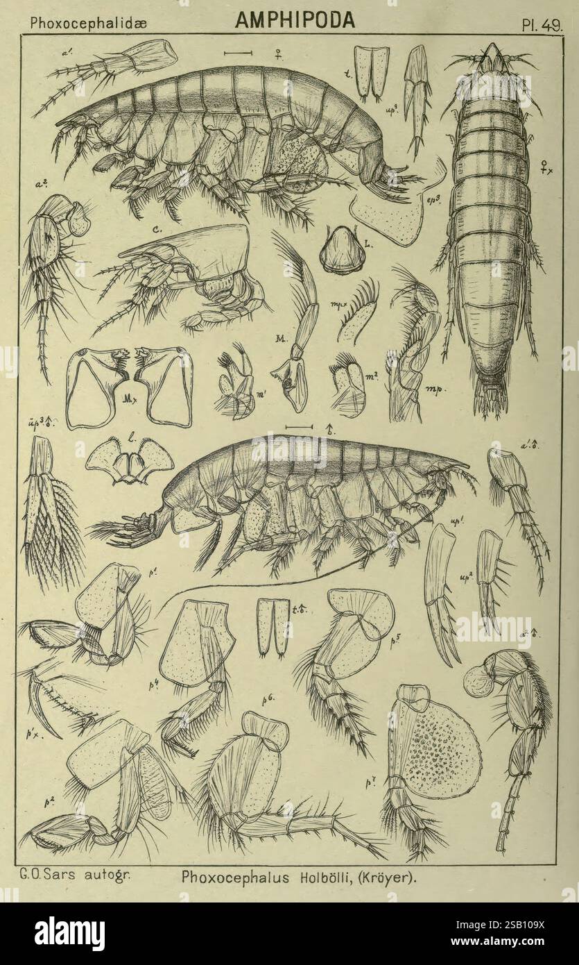An account of the Crustacea of Norway Amphipoda plates Christiania, A ...