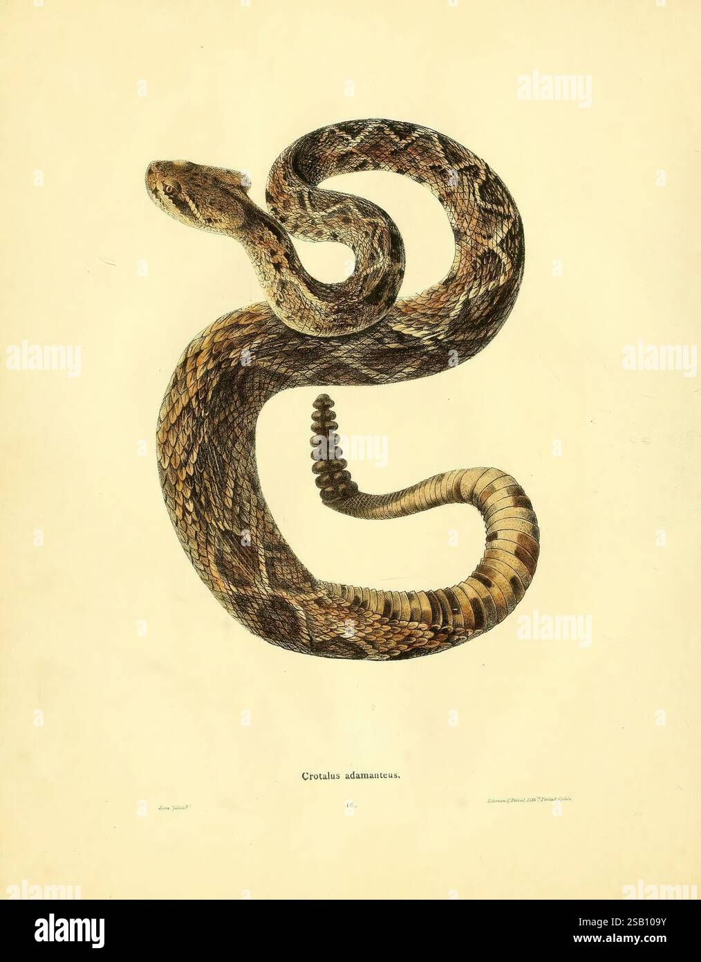 North American herpetology, v.2, Philadelphia, J. Dobson, 1836-1840 ...