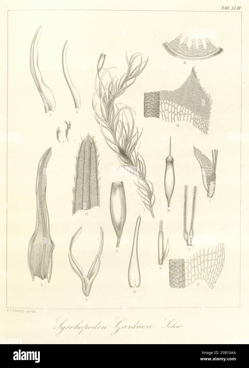 Bryologia javanica, Lugduni-Batavorum [Leiden], E. J. Brill, 1855-1870 ...