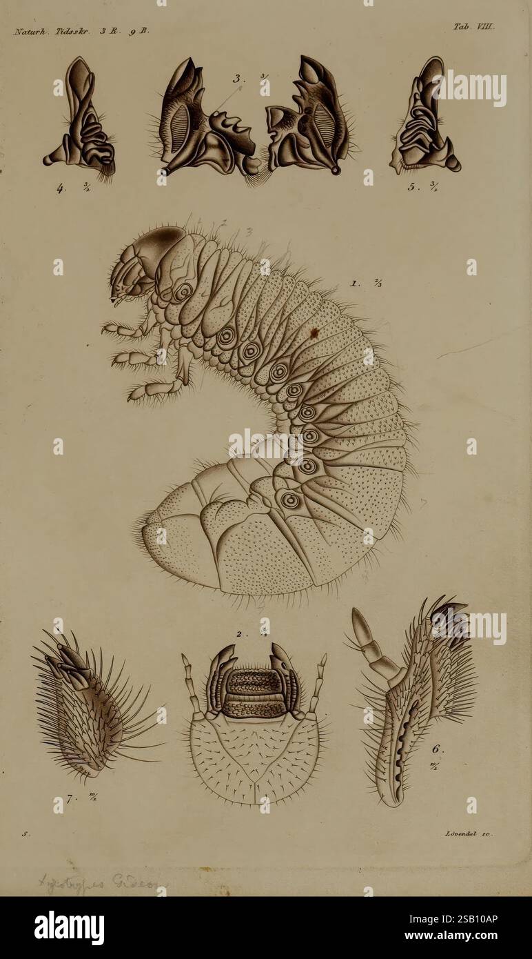 De metamorphosi eleutheratorum observationes, Kjøbenhavn, Thieles ...