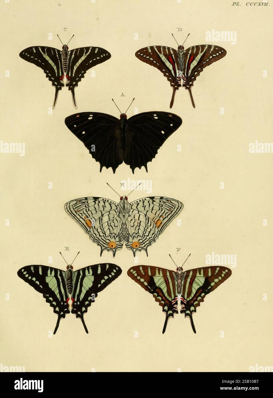 Middle row features two butterflies hi-res stock photography and images ...