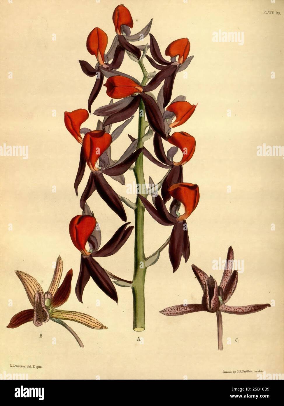 Paxton's, flower, garden, London, Bradbury, and, Evans, 1850-1853., A ...