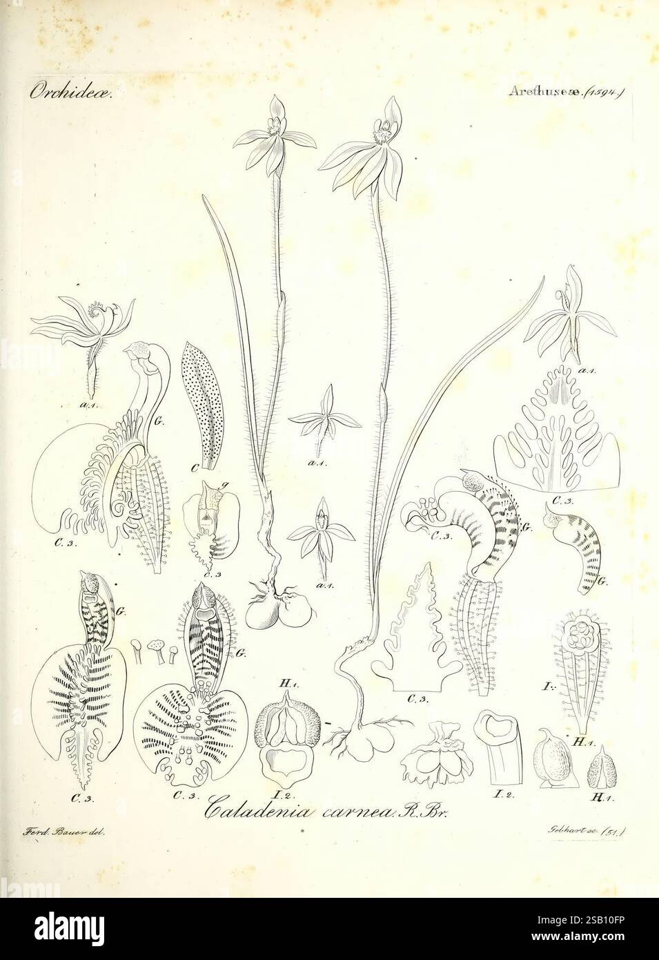 Features detailed botanical drawings highlighting hi-res stock ...