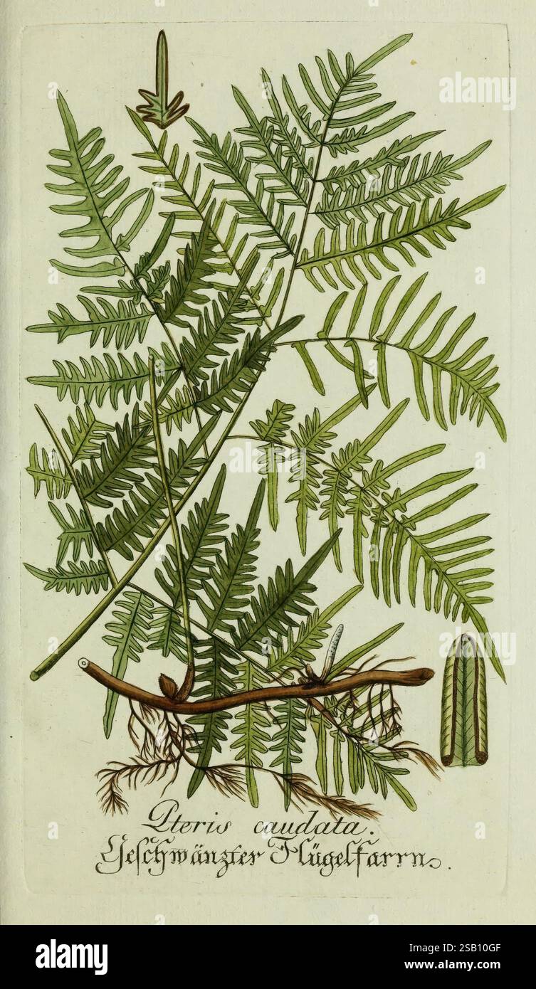 Ferns characteristic feathery appearance hi-res stock photography and ...