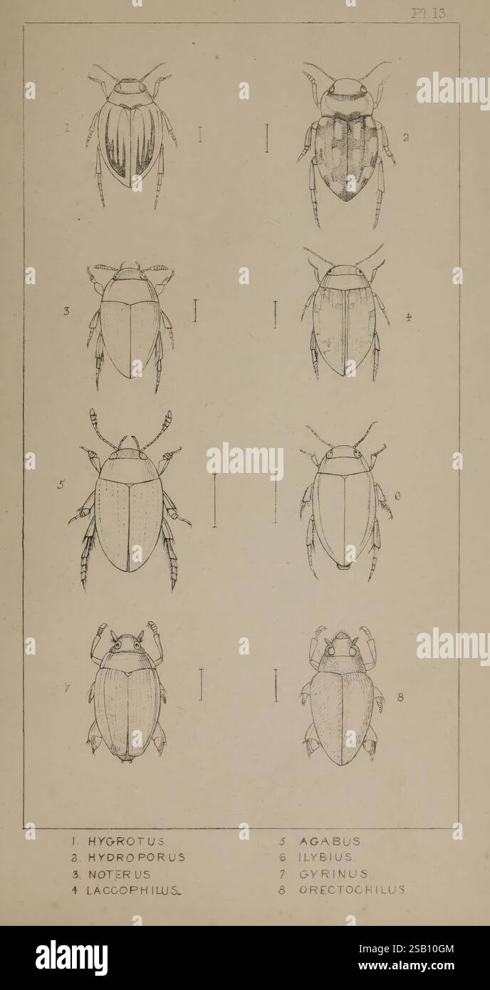 Eight beetle species hi-res stock photography and images - Alamy