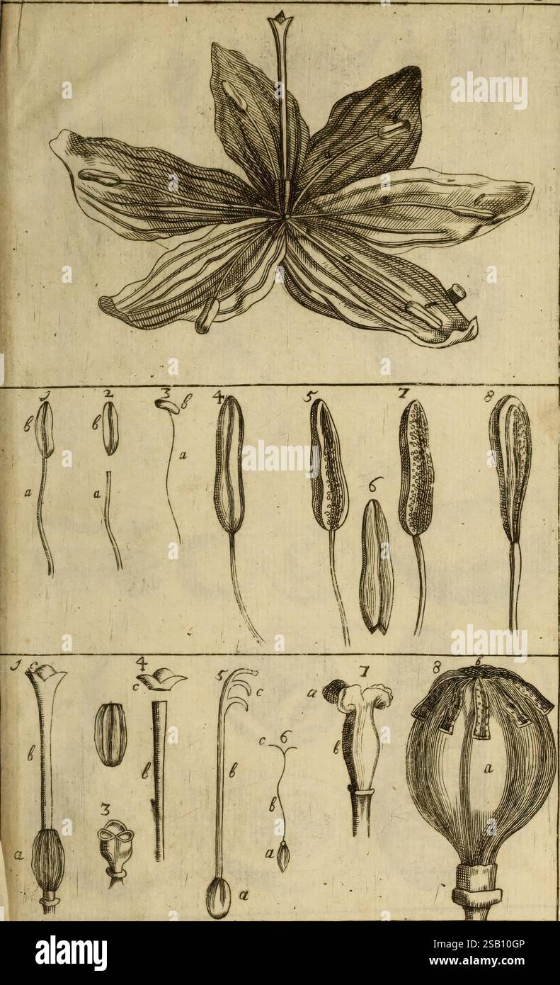 Large numbers of seed pods hi-res stock photography and images - Alamy