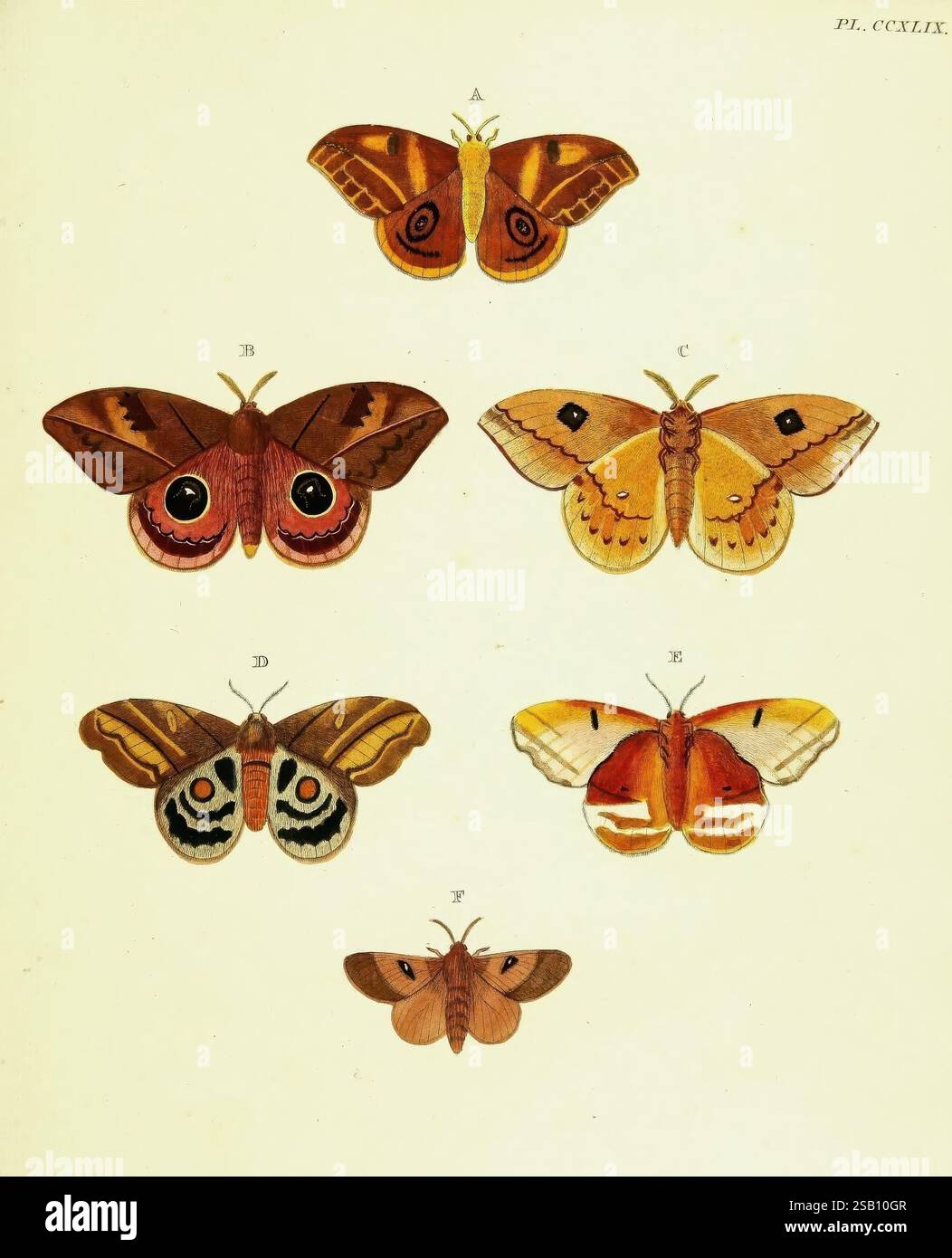 De uitlandsche kapellen voorkomende in de drie waereld-deelen, Asia ...