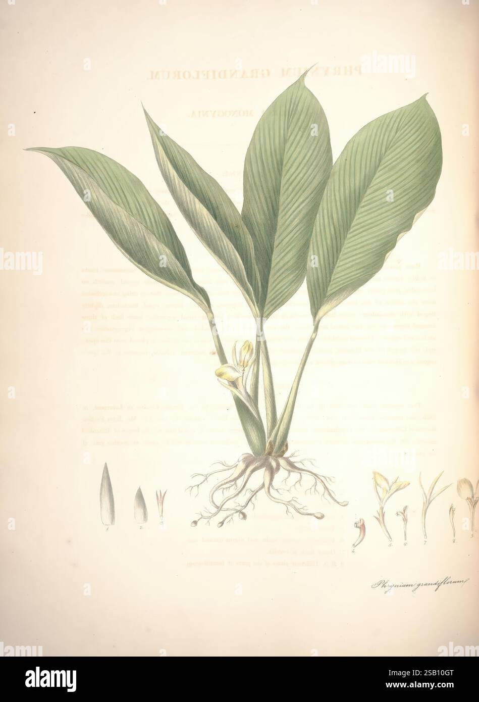 Phrynium grandiflorum hi-res stock photography and images - Alamy