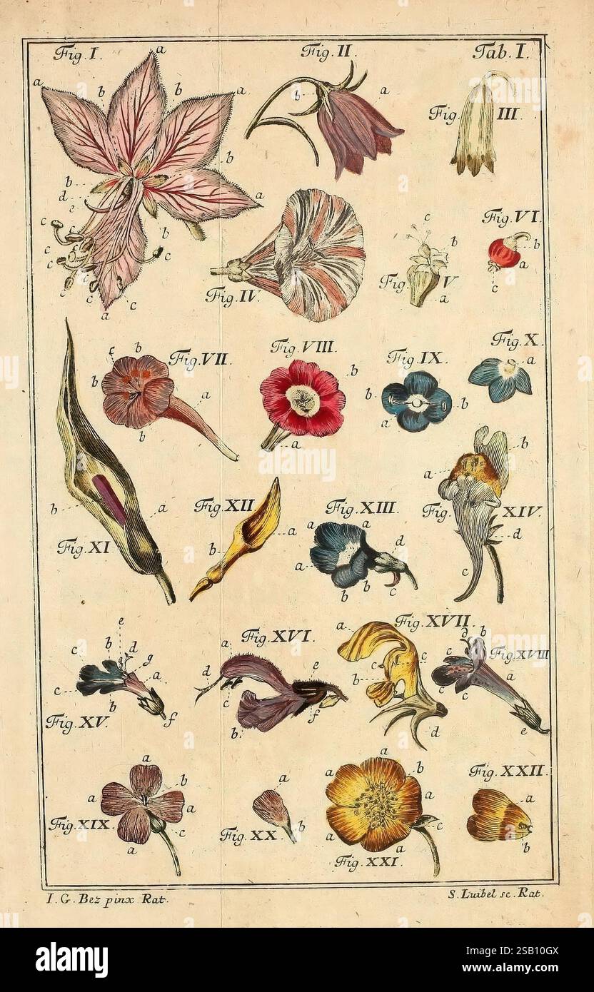 Isagoge in botanicam expeditiorem, Ratisbonae [Regensburg], Litteris ...