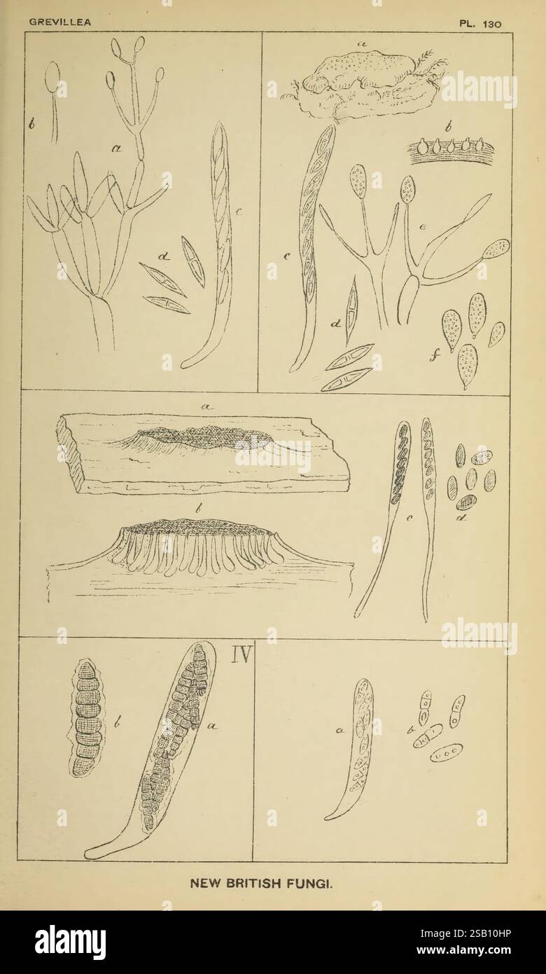 Diverse spore shapes hi-res stock photography and images - Alamy