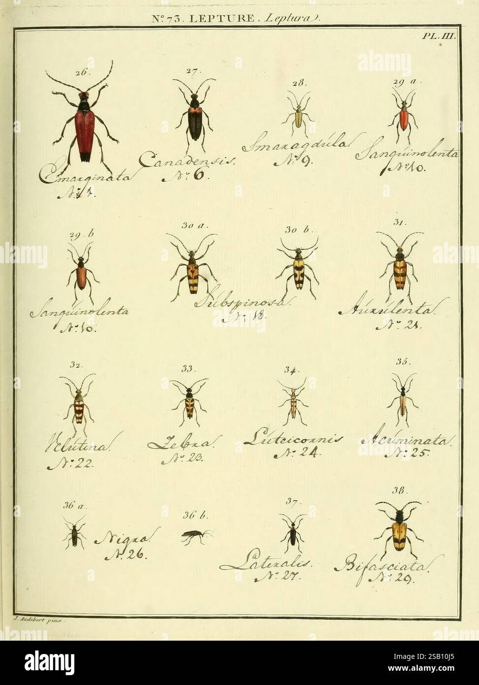 Anarrhopus hi-res stock photography and images - Alamy