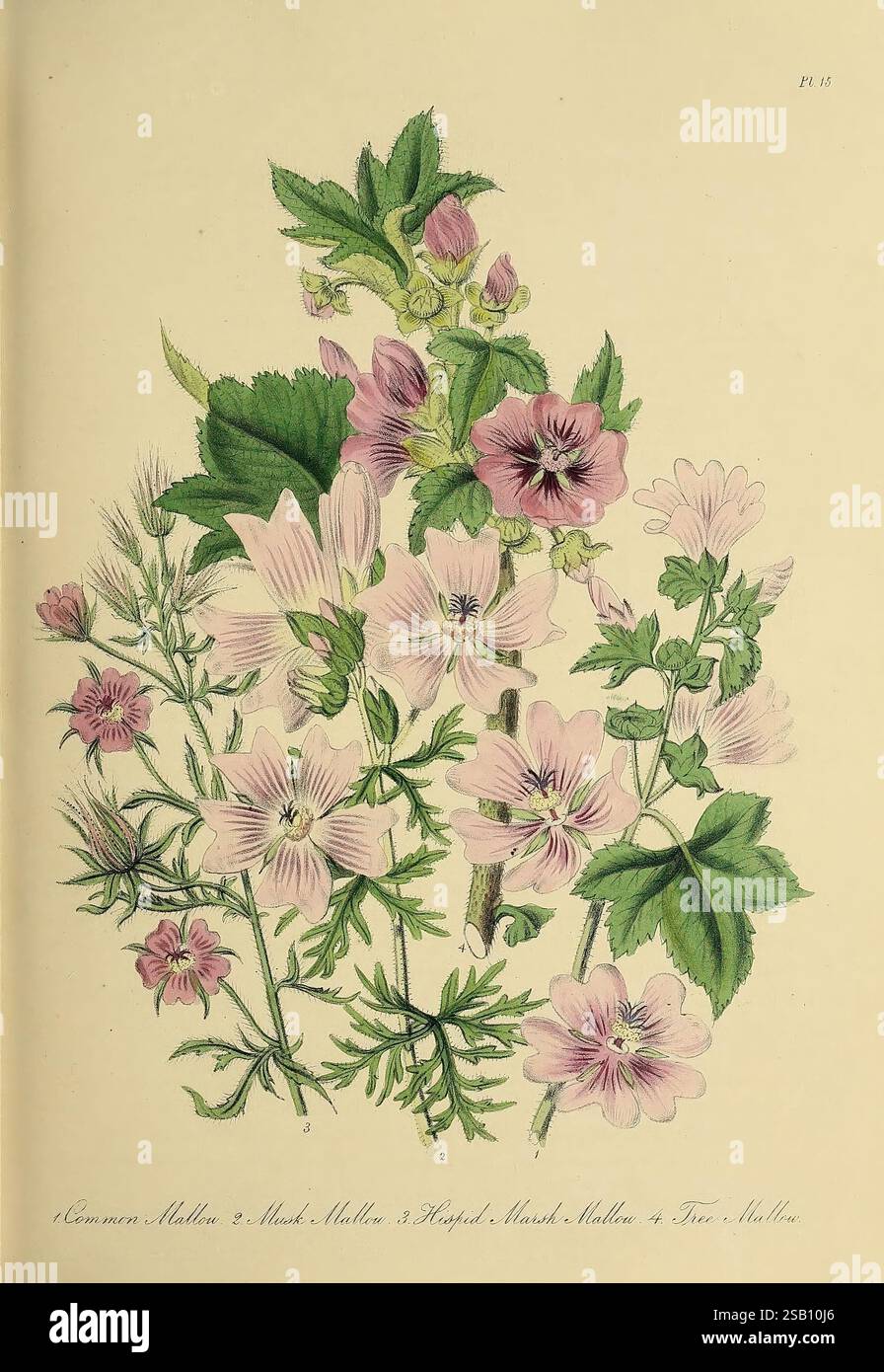 British Wild Flowers London, William Smith, MDCCCXLVI 1846 ...