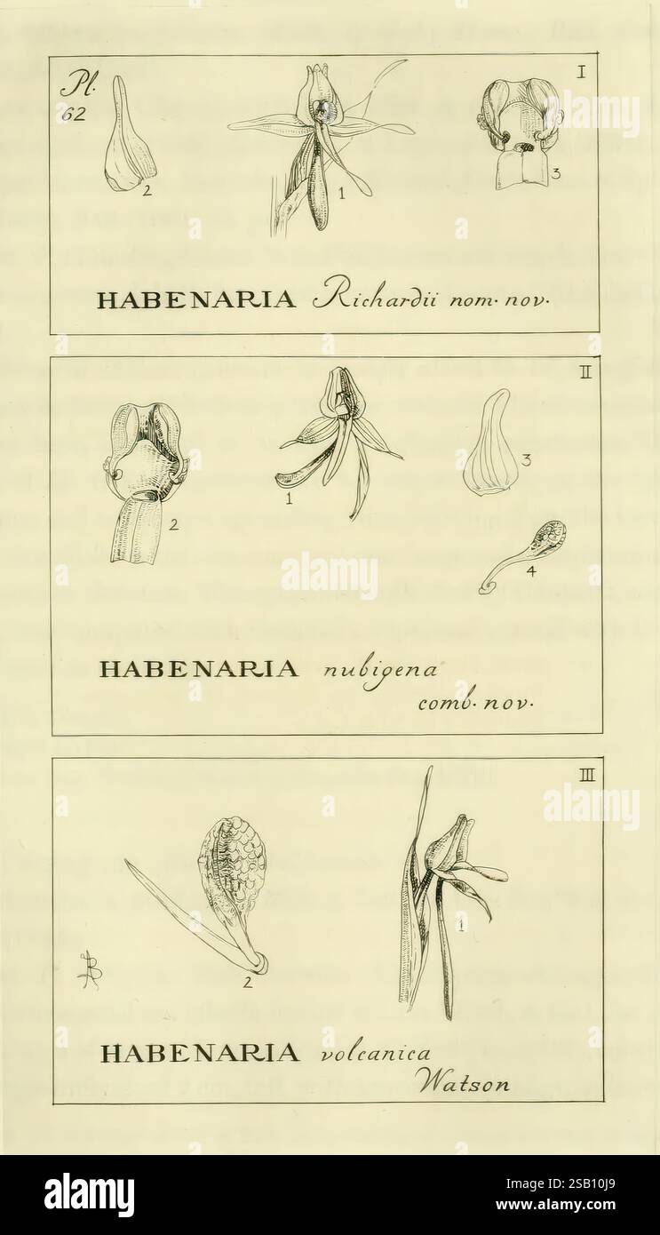 Displaying labeled floral structures hi-res stock photography and ...