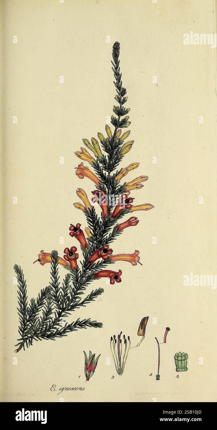 The heathery, or A monograph of the genus Erica London, Henry G. Bohn ...