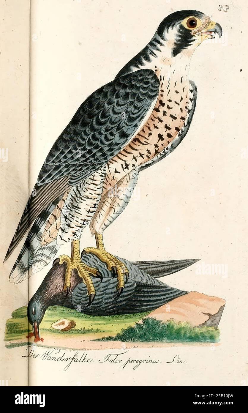 Falcons striking plumage hi-res stock photography and images - Alamy