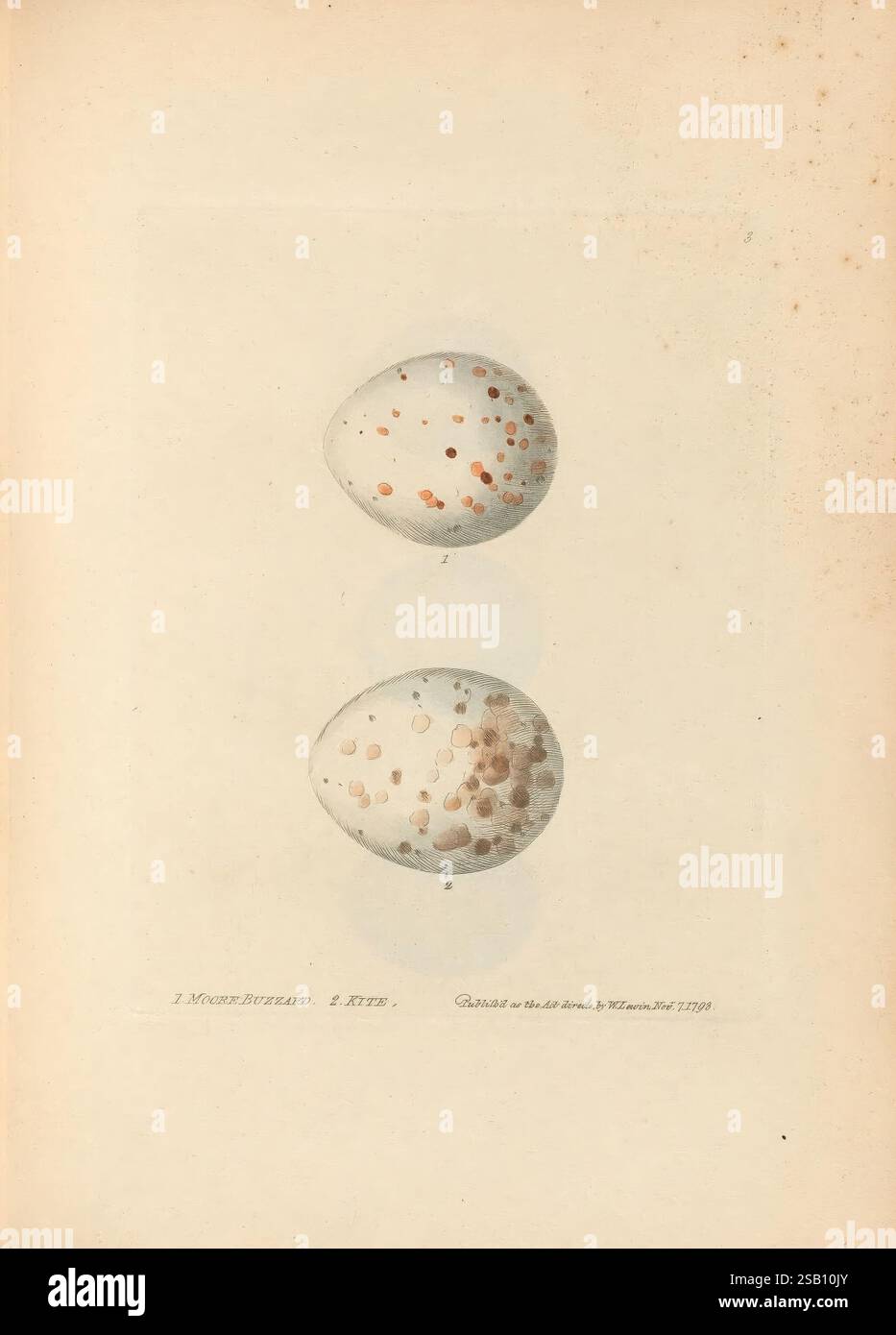 Lower egg displays hi-res stock photography and images - Alamy