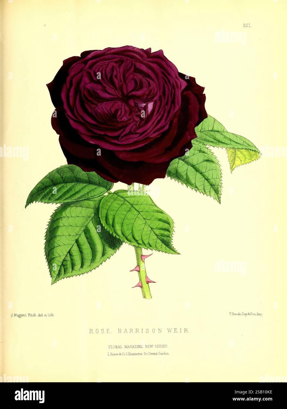 Roses classic characteristics hi-res stock photography and images - Alamy