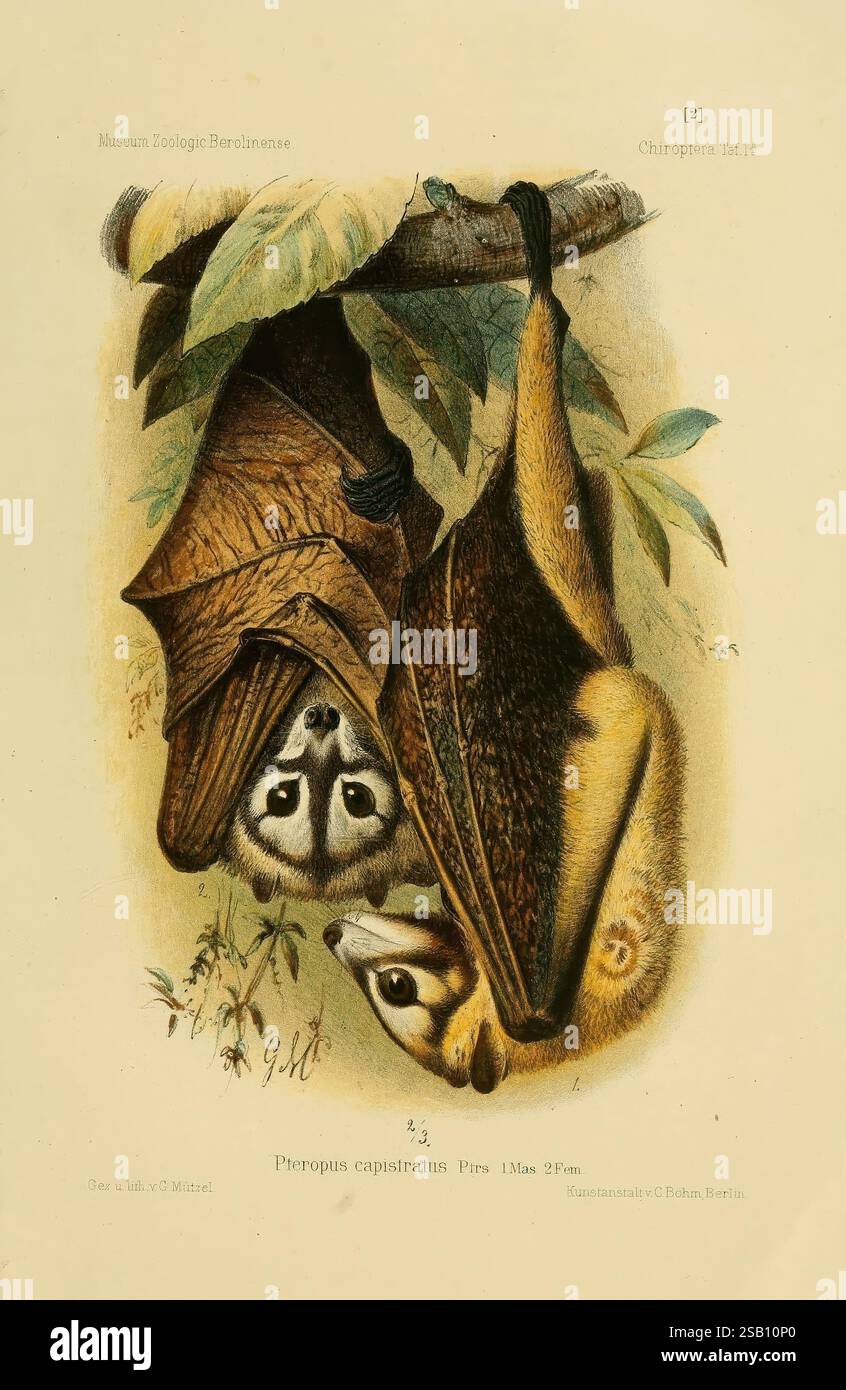 Bat exhibits hi-res stock photography and images - Alamy