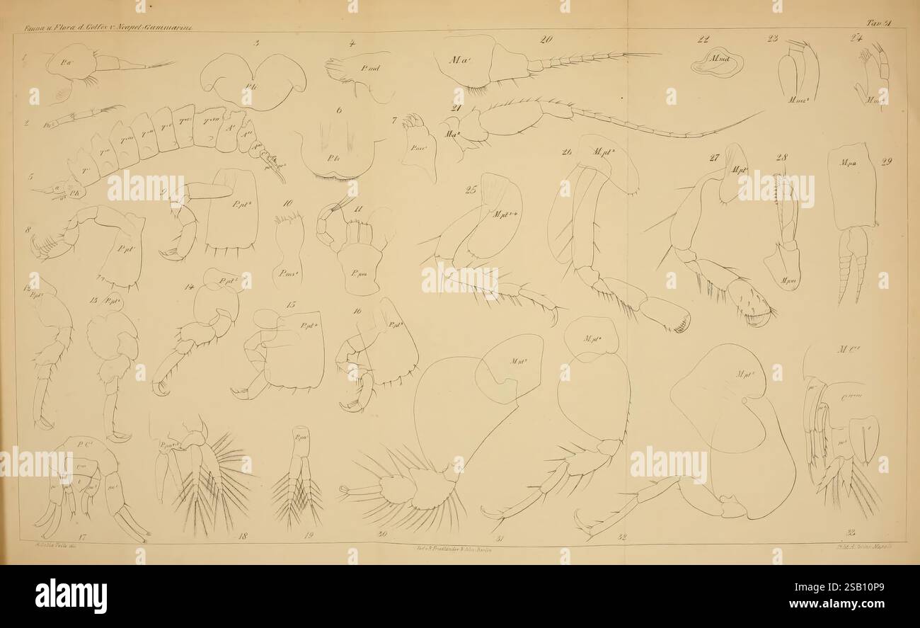 Gammarini del golfo di Napoli, Berlin, R. Friedländer & Sohn, 1893 ...