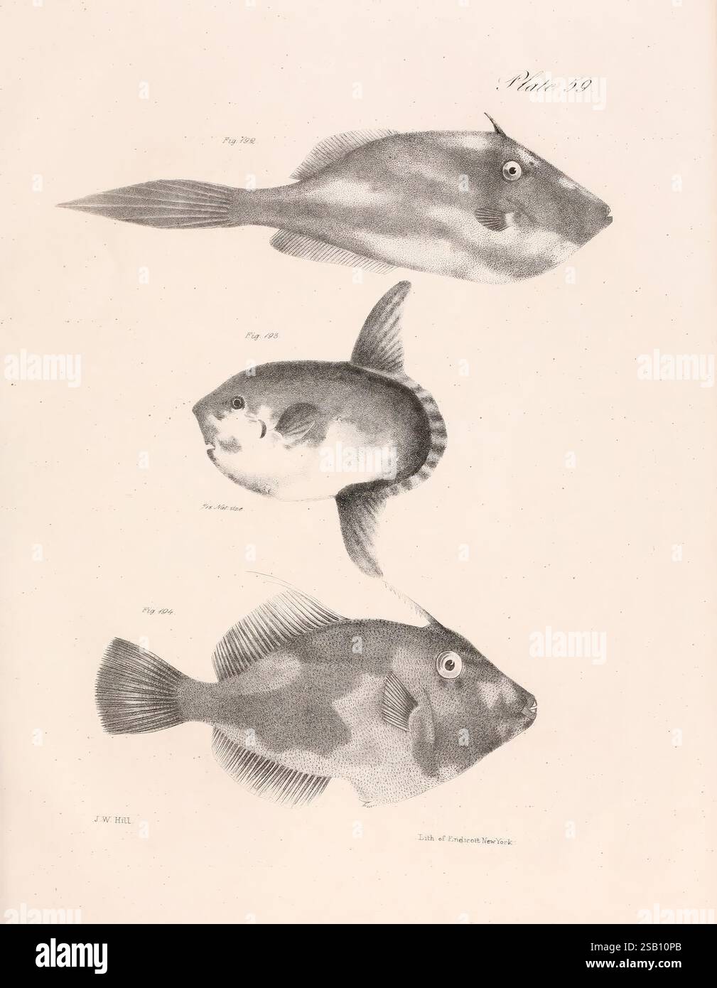 Zoology of New York, Albany, W. & A. White & J. Visscher, 1842-44 ...