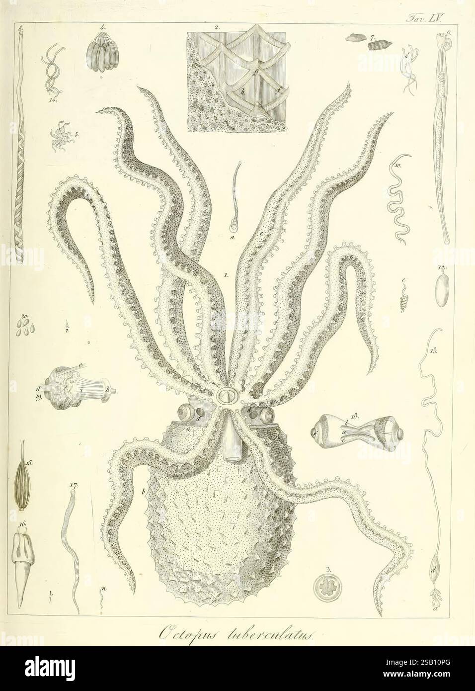 Memorie sulla storia e notomia degli animali senza vertebre del regno ...