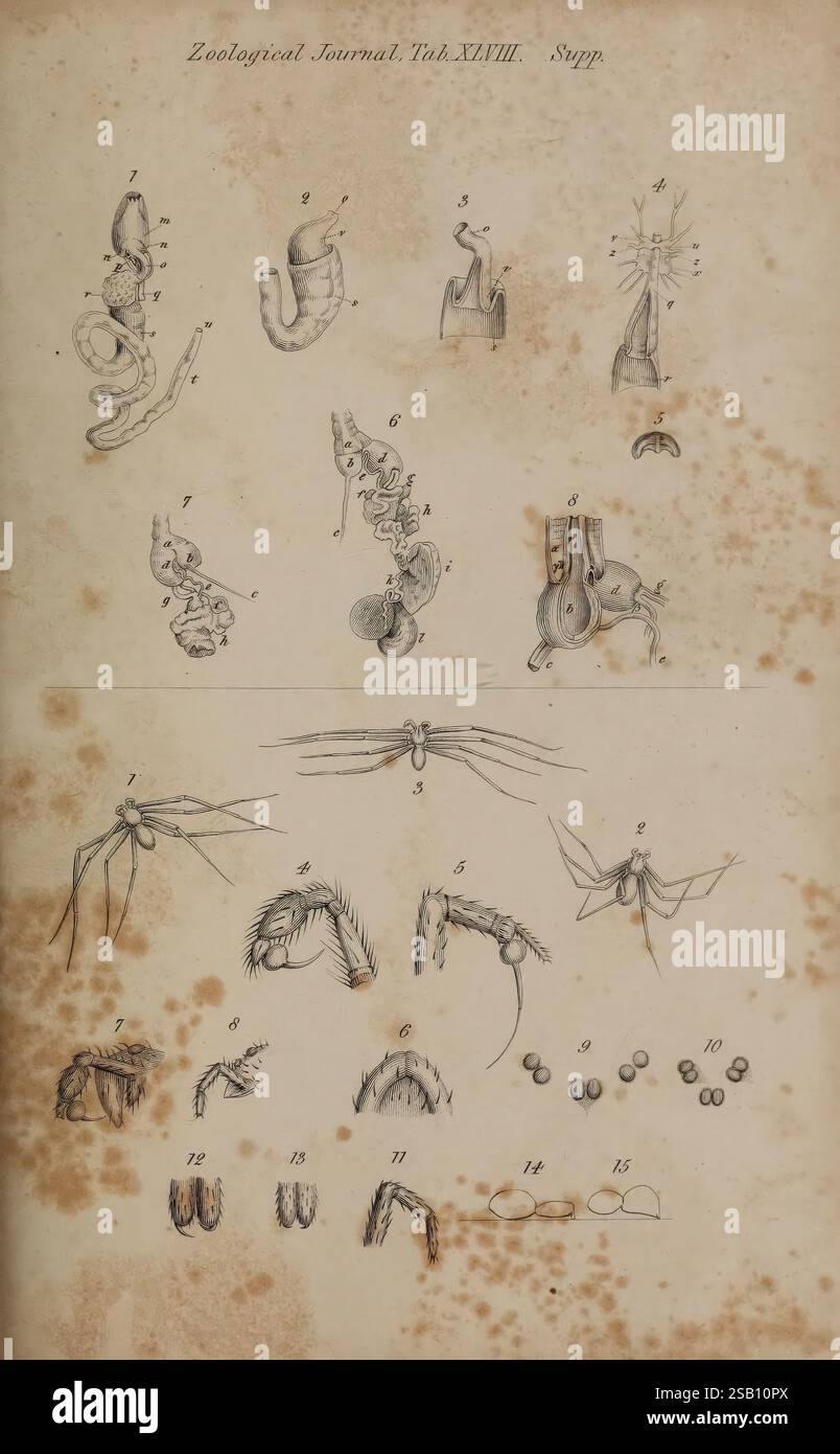 Bottom section features additional sketches hi-res stock photography ...