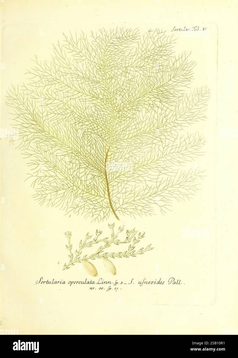 Gracefully branching structure hi-res stock photography and images - Alamy