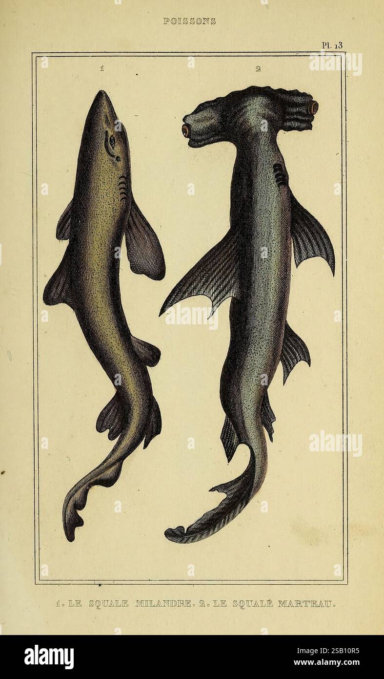 Oeuvres du comte de Lacépède, Paris, P. Duménil, 1836, natural history ...