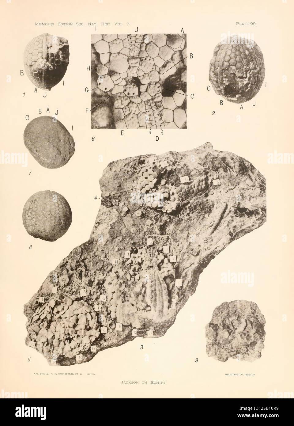 Phylogeny of the Echini, Boston, The Society, 1912, paleontology ...